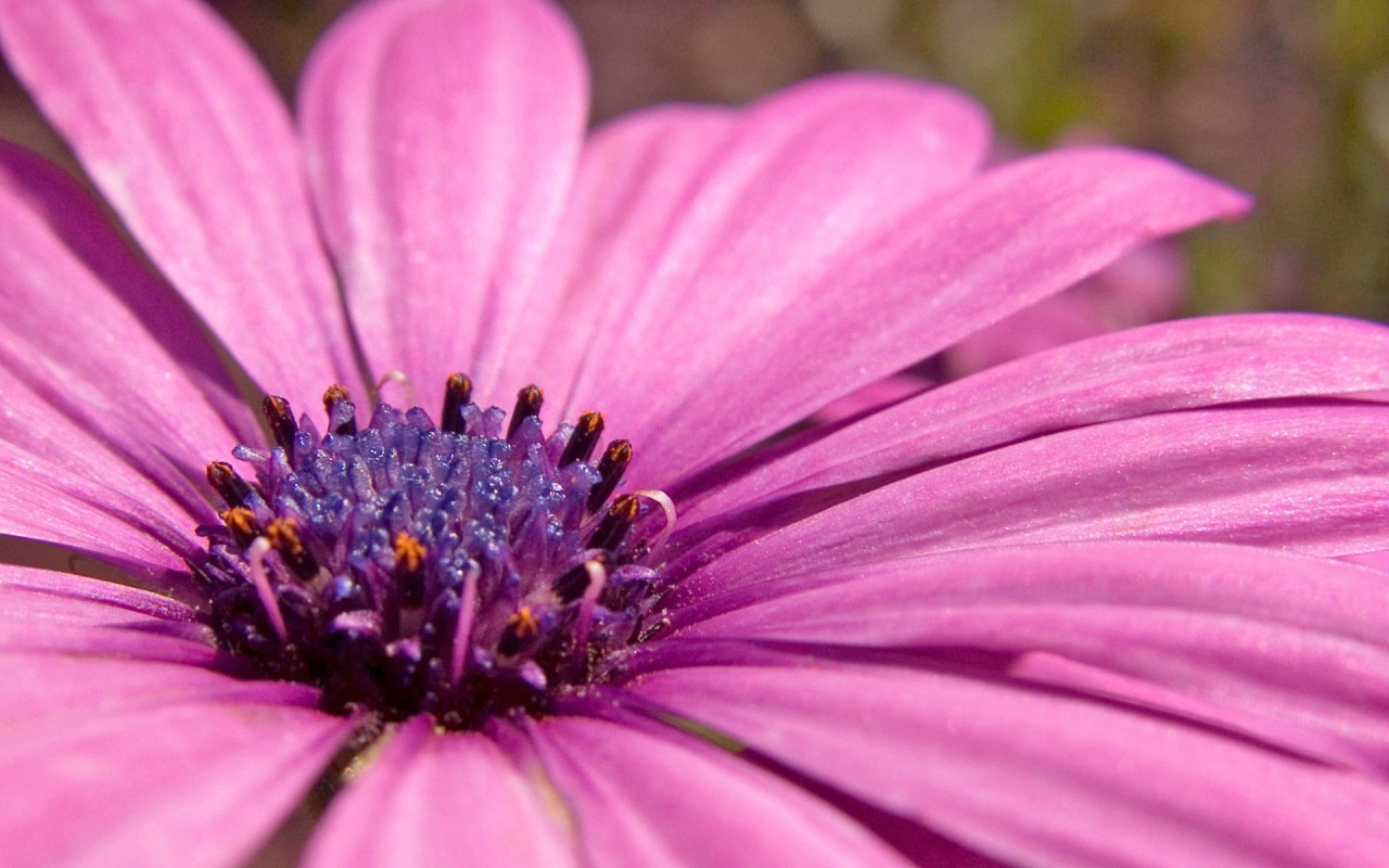 Pink flower HD Wide Wallpapers in jpg format for free download