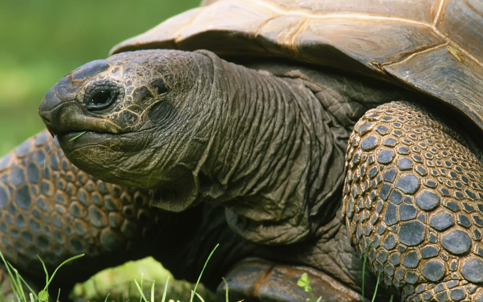 Aldabran Tortoise Wallpaper Turtles Animals Wallpapers in jpg format ...